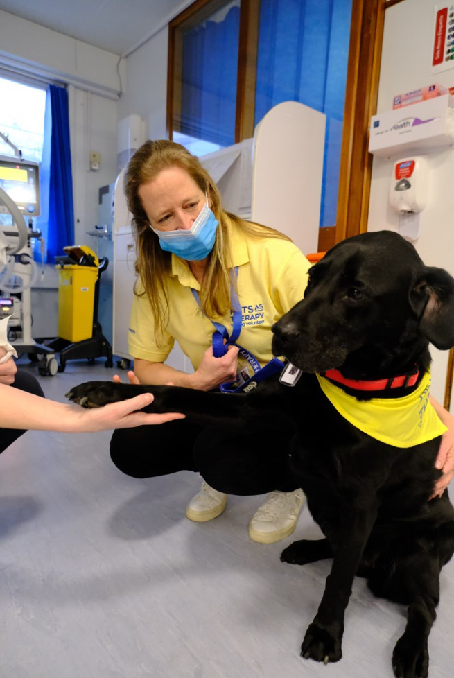 Therapy dogs are spreading smiles in critical care – SaTH